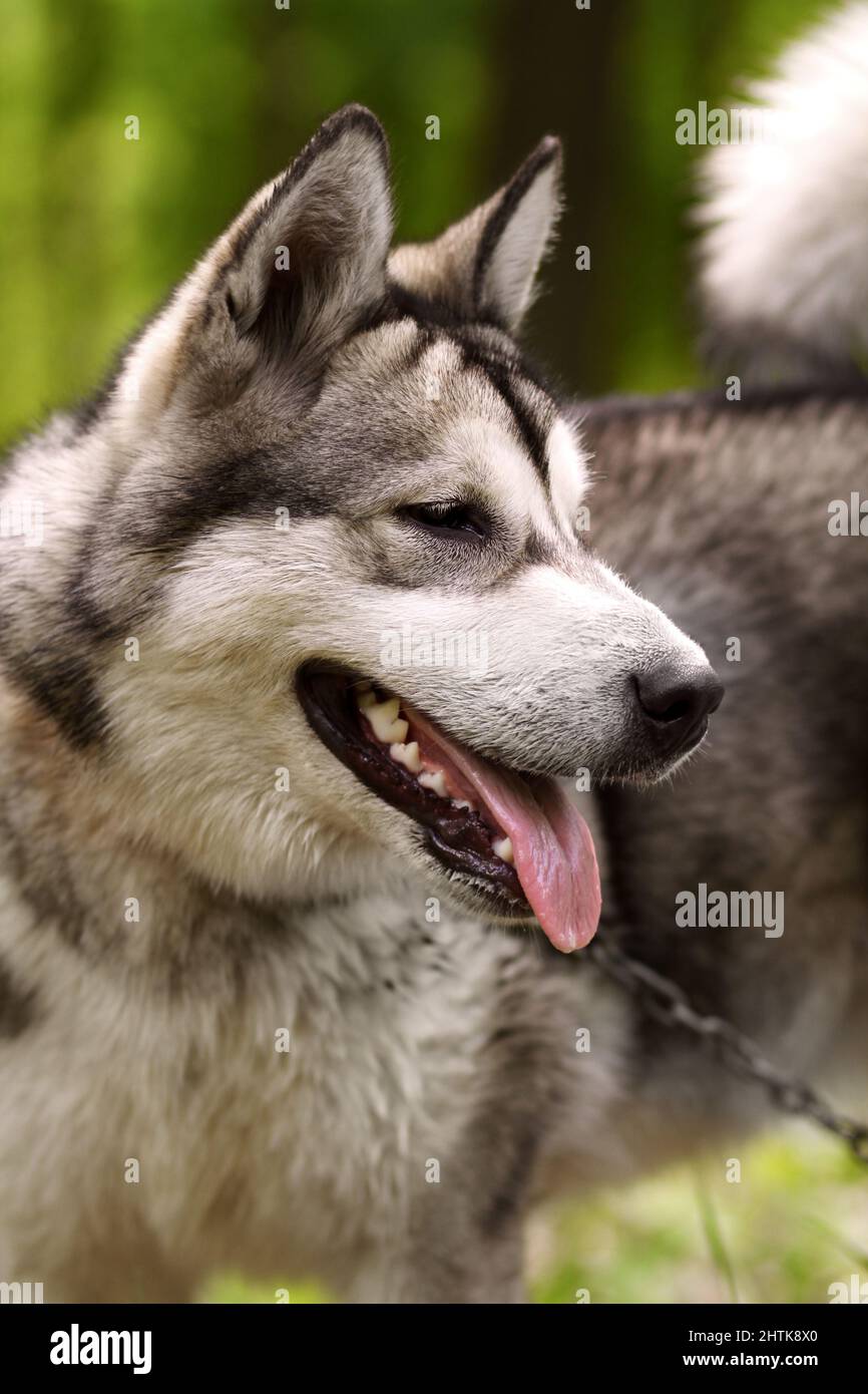 Magnificently healthy. A robust husky out for a walk through the park ...