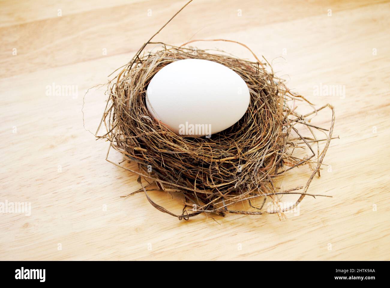 Close Up of a Small Birds Nest with One Large Hen Egg Stock Photo - Alamy