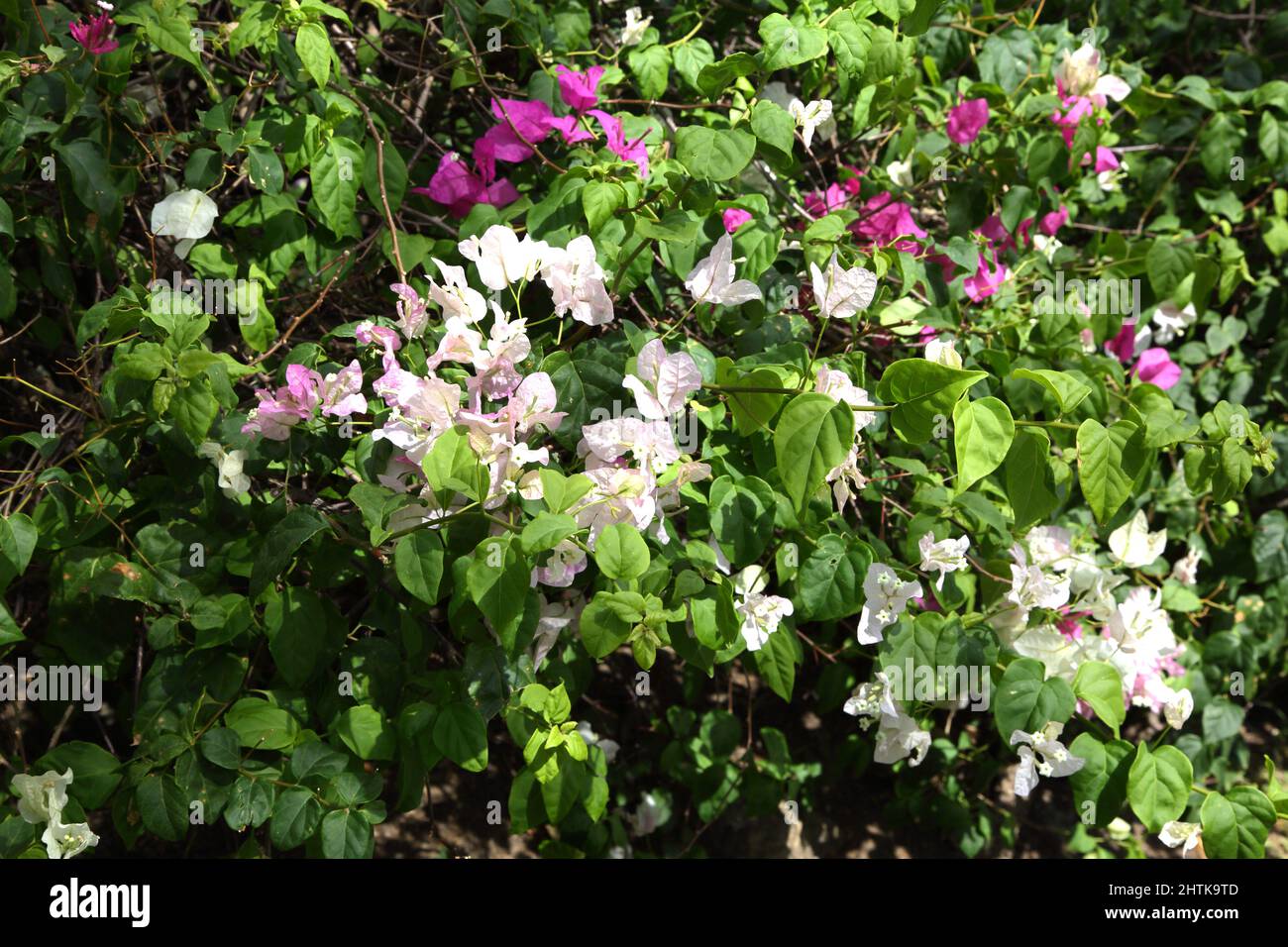 Grenada caribbean flowers hi-res stock photography and images - Alamy