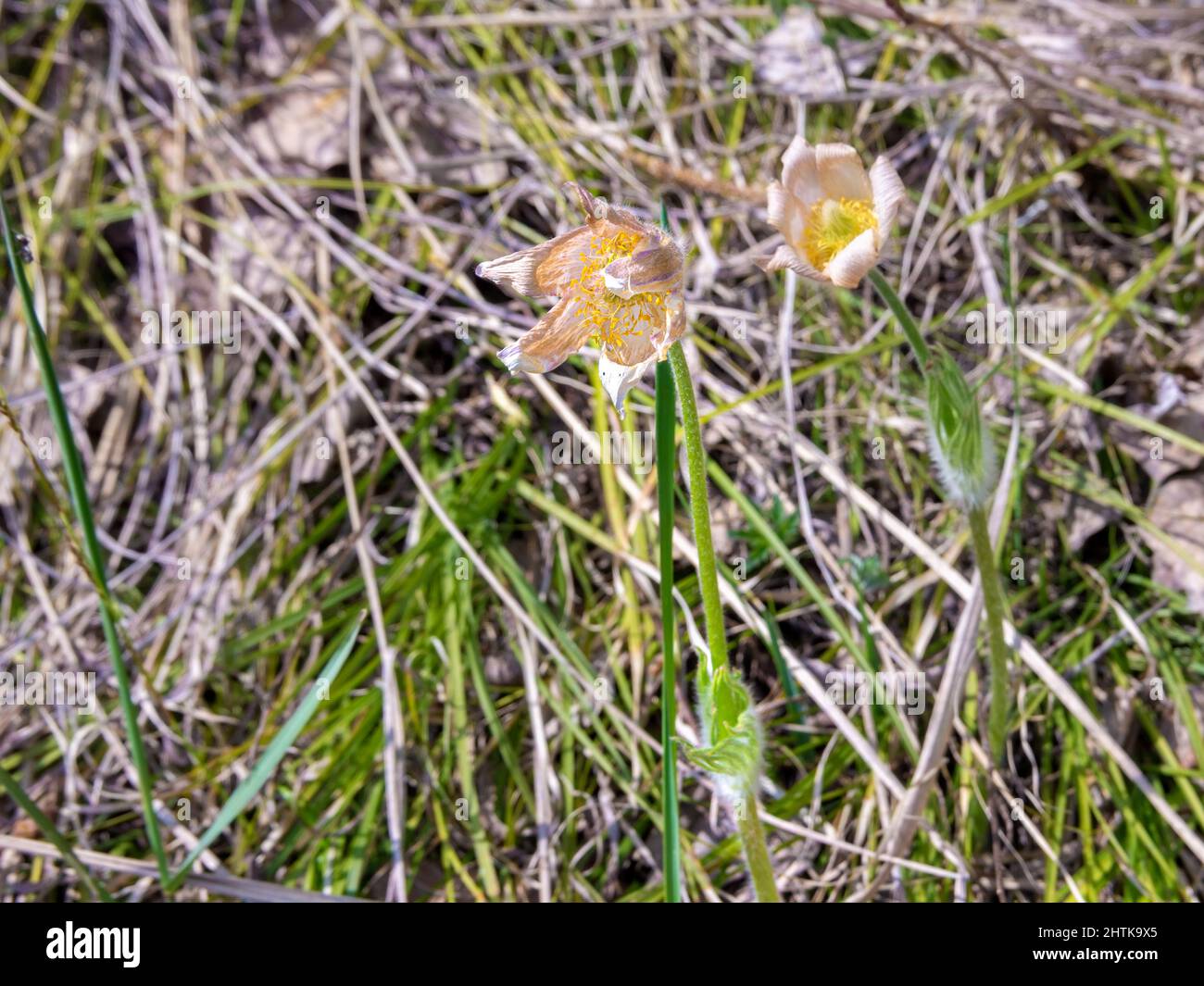snowdrop Pulsatilla pratensis faded white petals withered, yellow ...