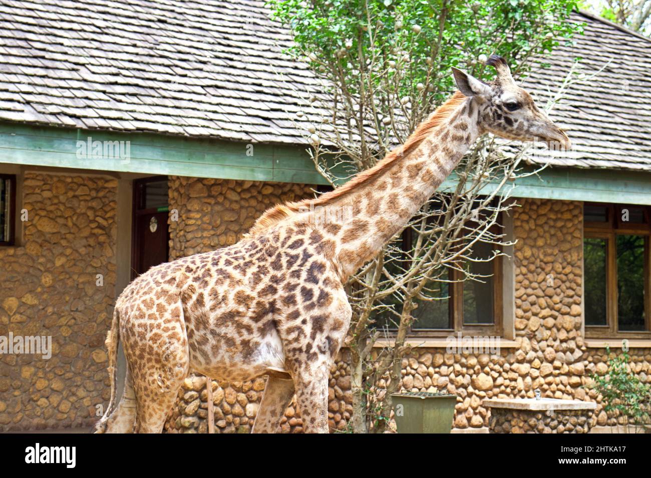 Giraffe in house hi-res stock photography and images - Alamy