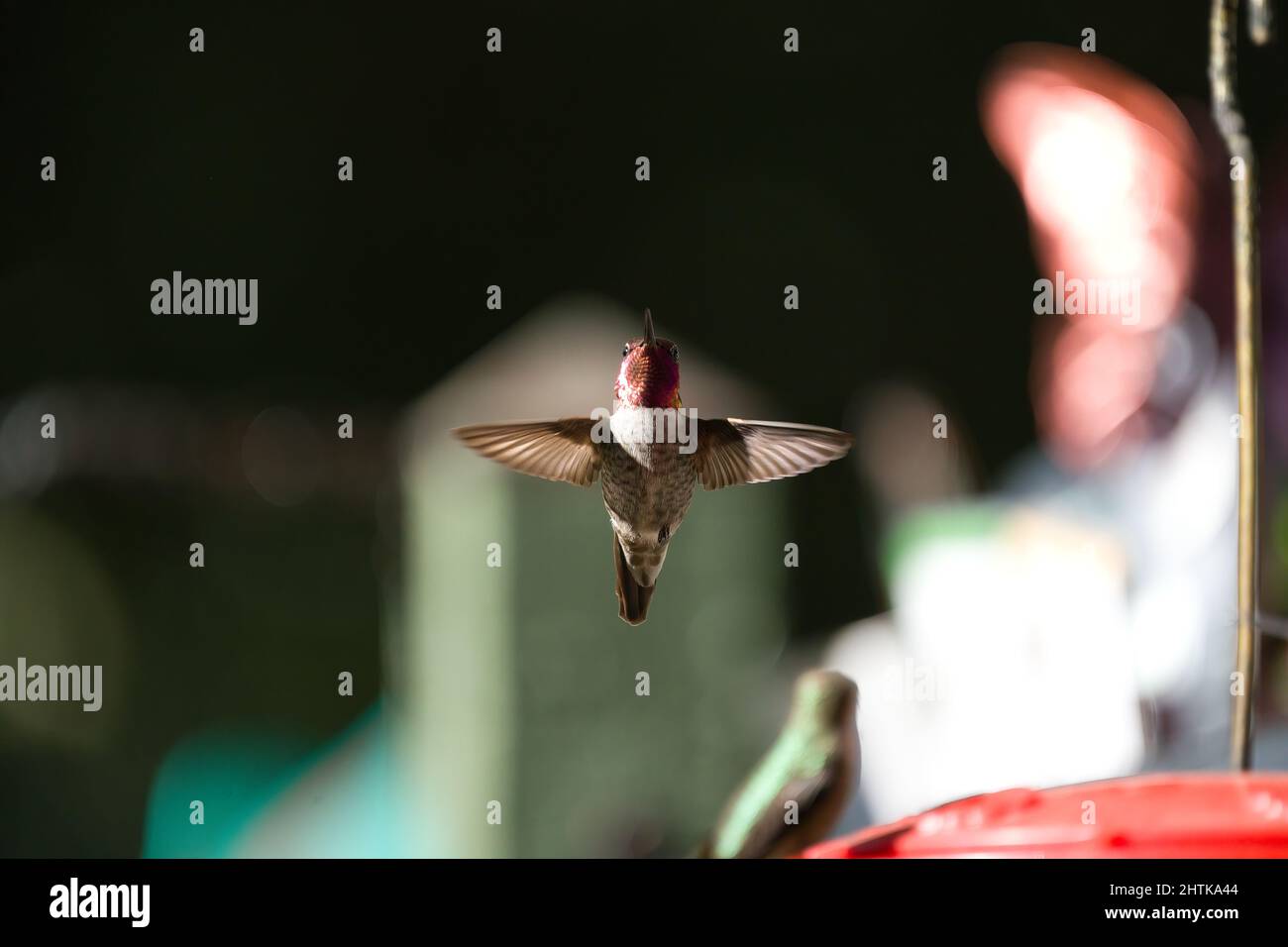 Little bee hummingbird beginning flight on the blurry backround Stock ...