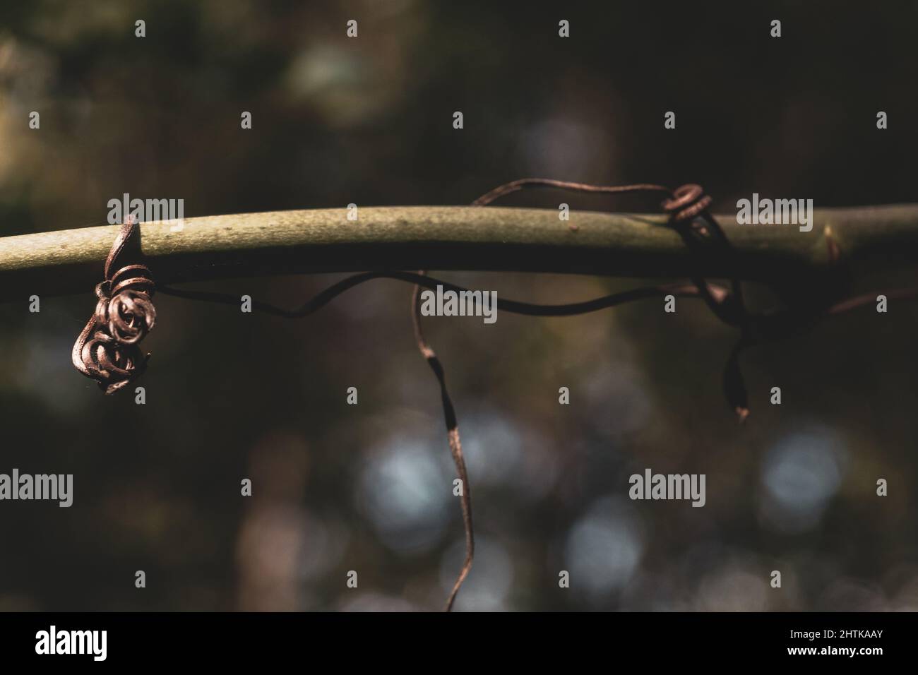 Closeup of a metal rod on a thin tree branch with a blurry background ...