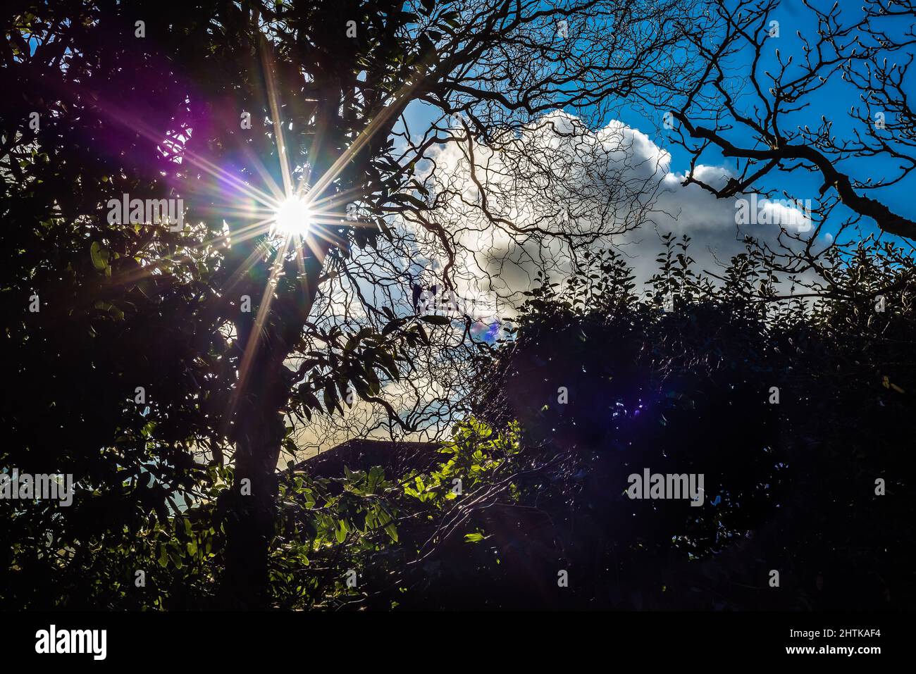 The January Sun lights up a Winter Country Garden Stock Photo - Alamy