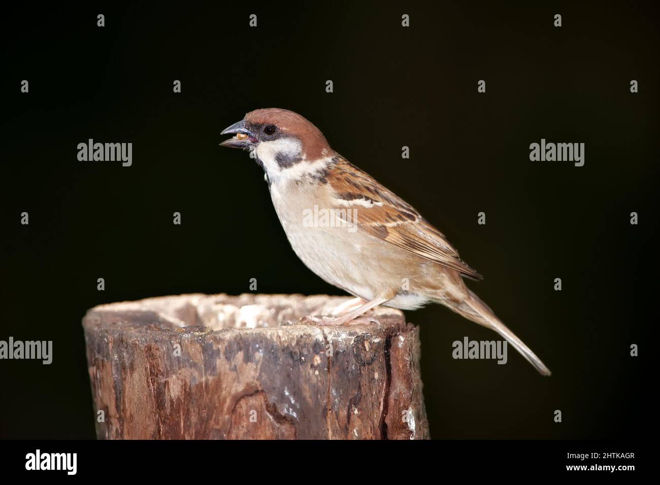 Sparrow. Sparrows are a family of small passerine birds, Passeridae ...