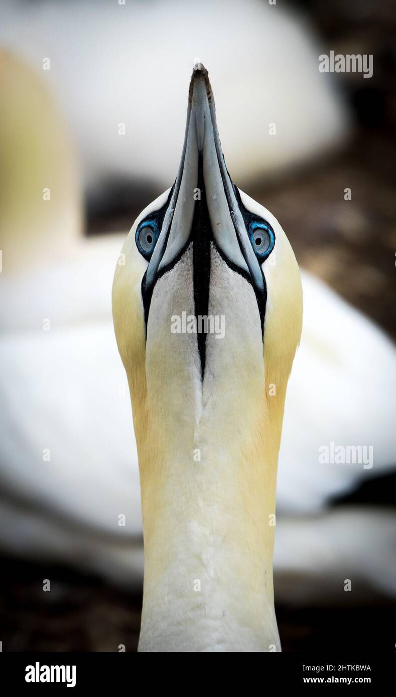 Vertical closeup shot of a Northern Gannet bird on Ile Bonaventure in ...