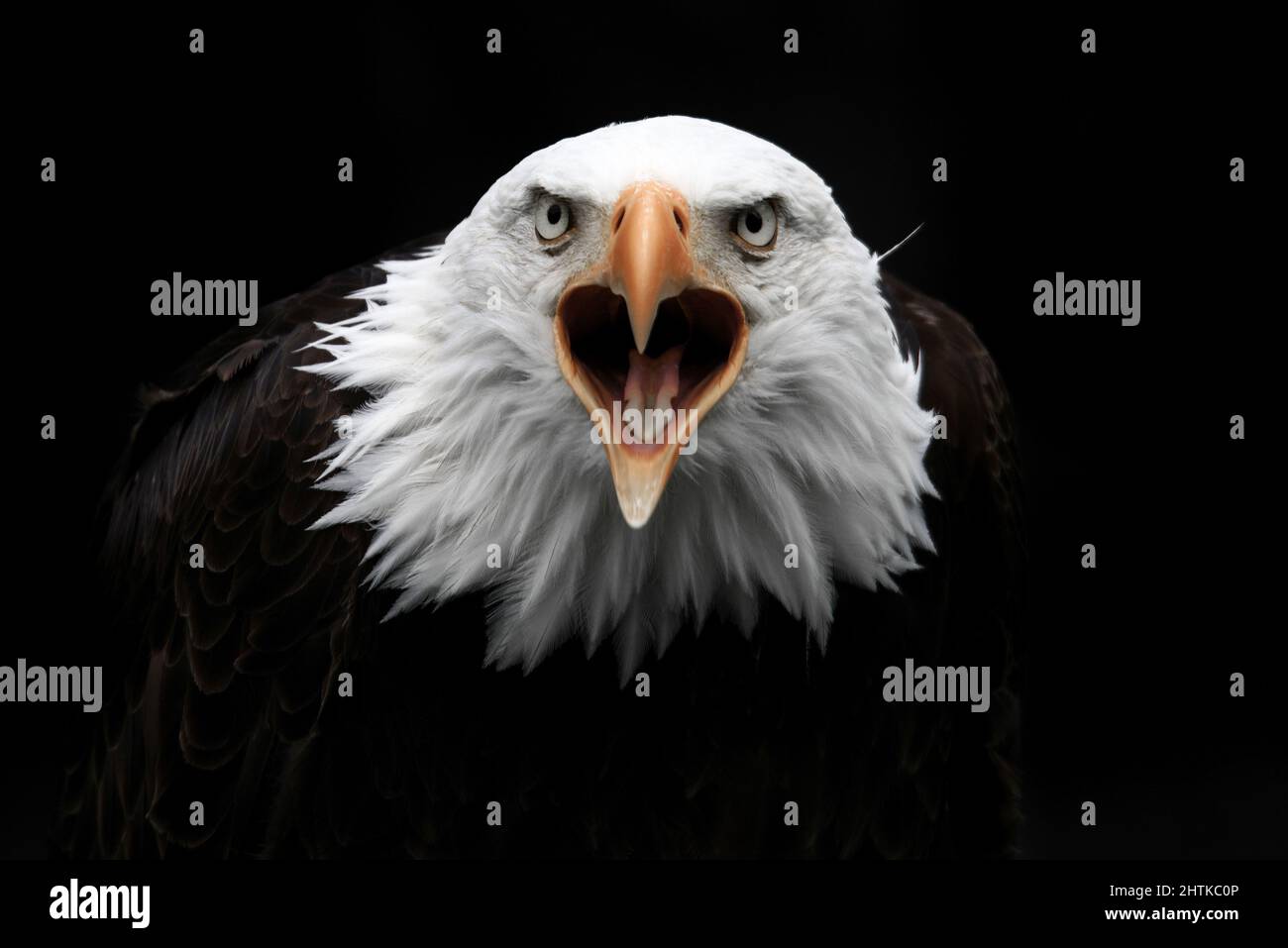 Closeup shot of the Bald eagle screaming on the black background Stock Photo - Alamy