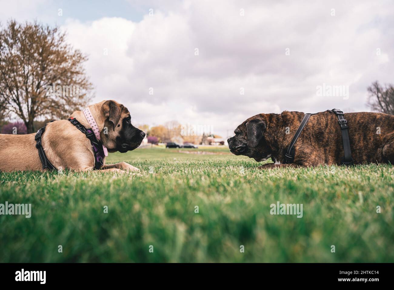 View of two dogs stare at each other in Maryland park - rivalry concept ...