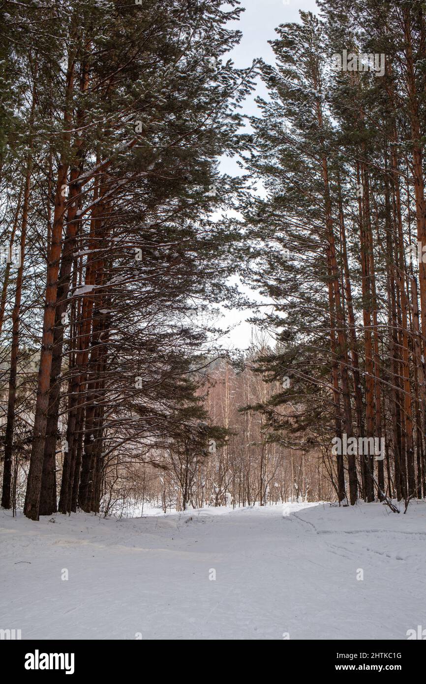 A walk through the winter forest. Snow trees and a cross-country ski ...