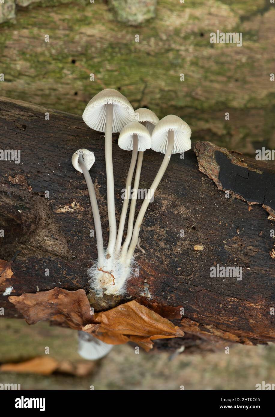 Snapping Bonnet Fungus: Mycena vitilis. Siurrey, UK Stock Photo - Alamy