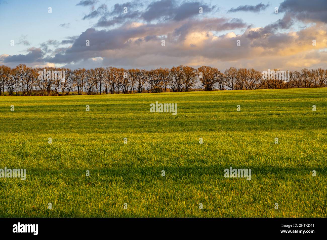 Treeline hi-res stock photography and images - Alamy