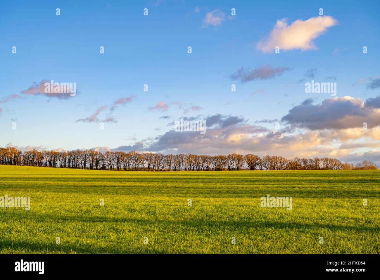 Treeline and fields near Stock and Margaretting Essex Stock Photo - Alamy
