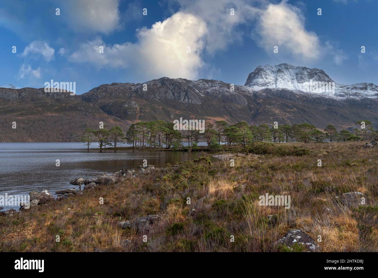 SLIOCH LOCH MAREE KINLOCHEWE SCOTLAND ROW OF CALEDONIAN PINE TREES ...