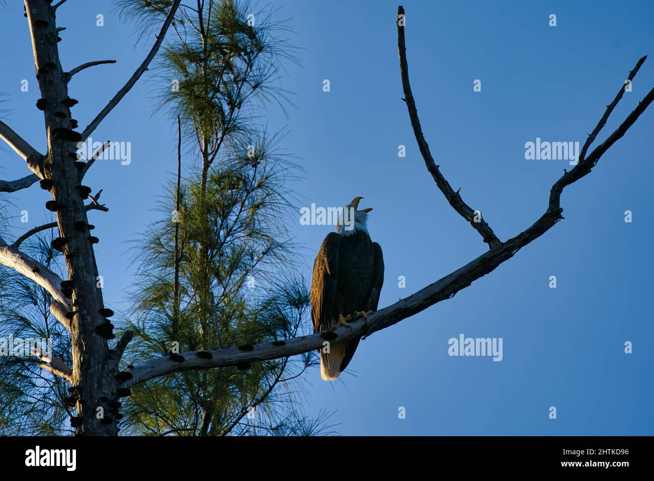 Bald eagle sitting on a branch of a withered tree and screaming Stock ...
