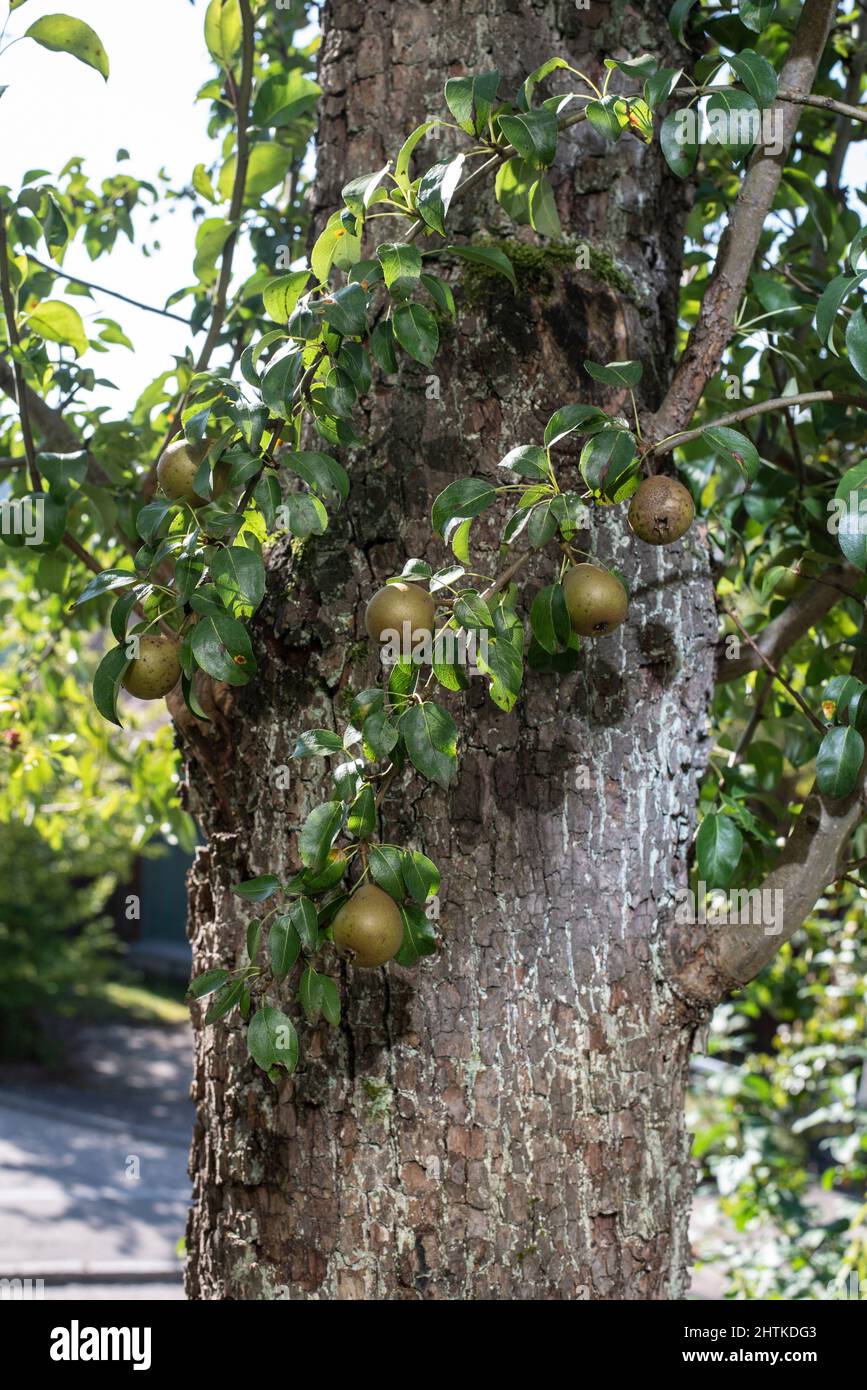 the trunk of a pear tree with a branch with hanging fruits Stock Photo ...