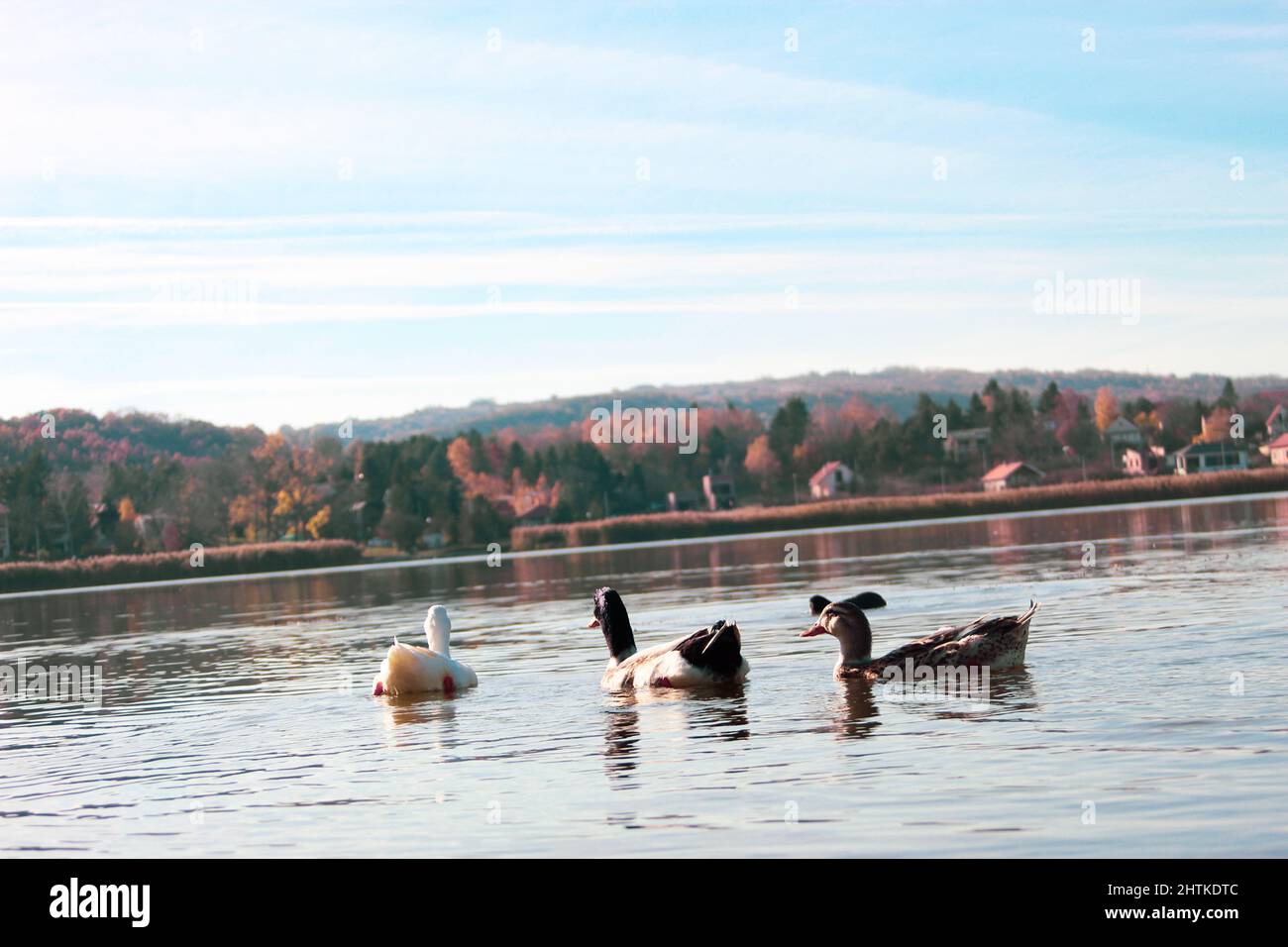 Selective of duck wading in a lake Stock Photo - Alamy