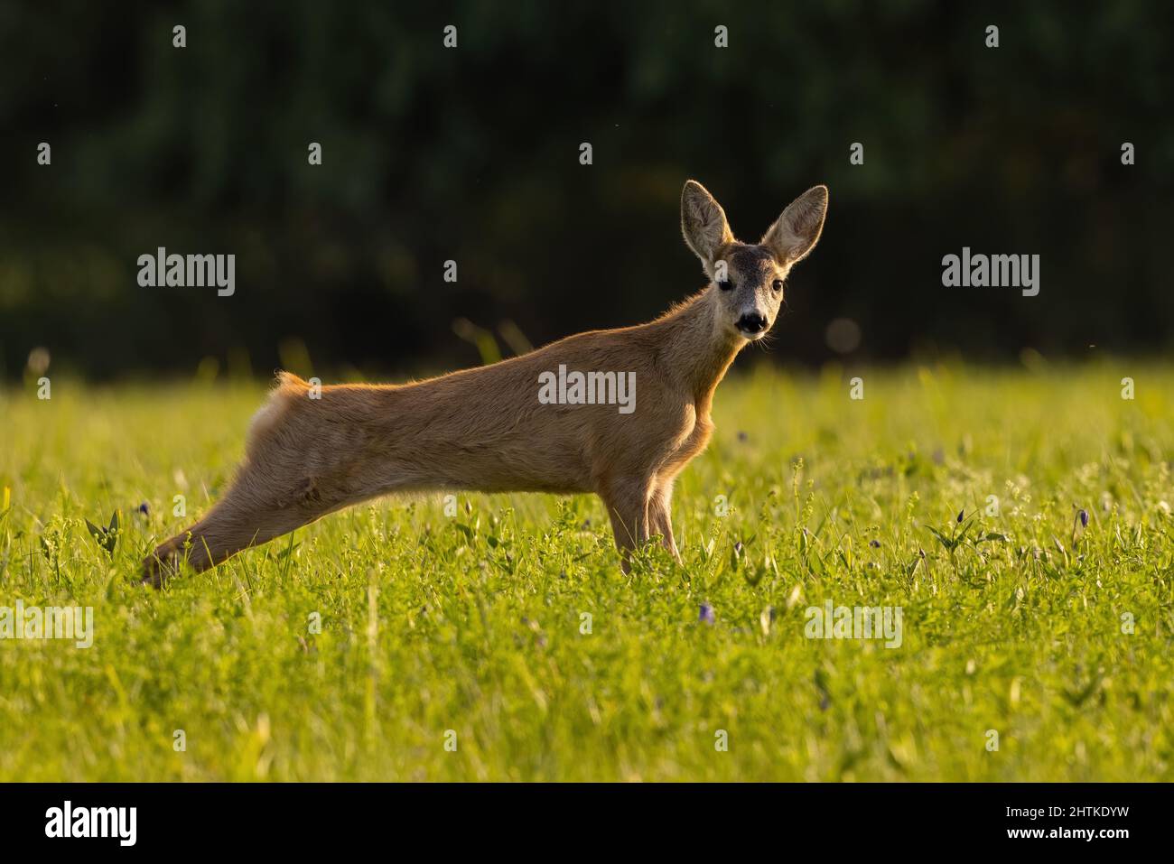 Young roe deer, capreolus capreolus, stretching on grassland in summer ...