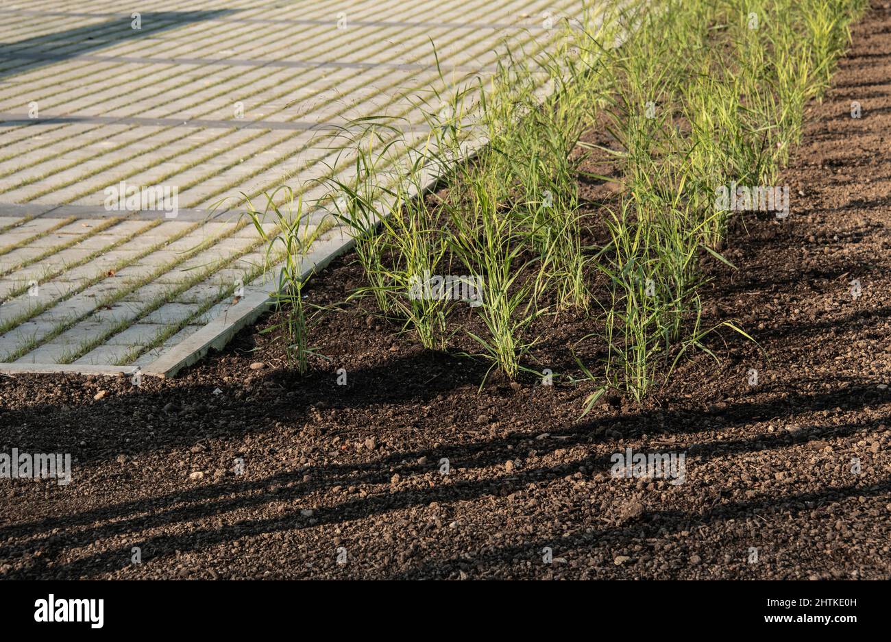 rows of ornamental grass in fresh soil alongside a paved parking lot ...