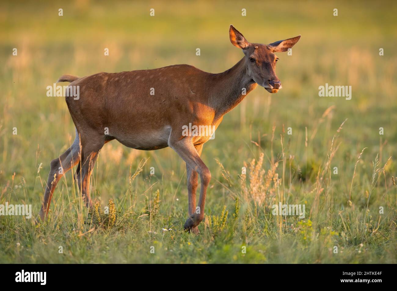 Red deer moving on meadow in summertime sunset light Stock Photo - Alamy