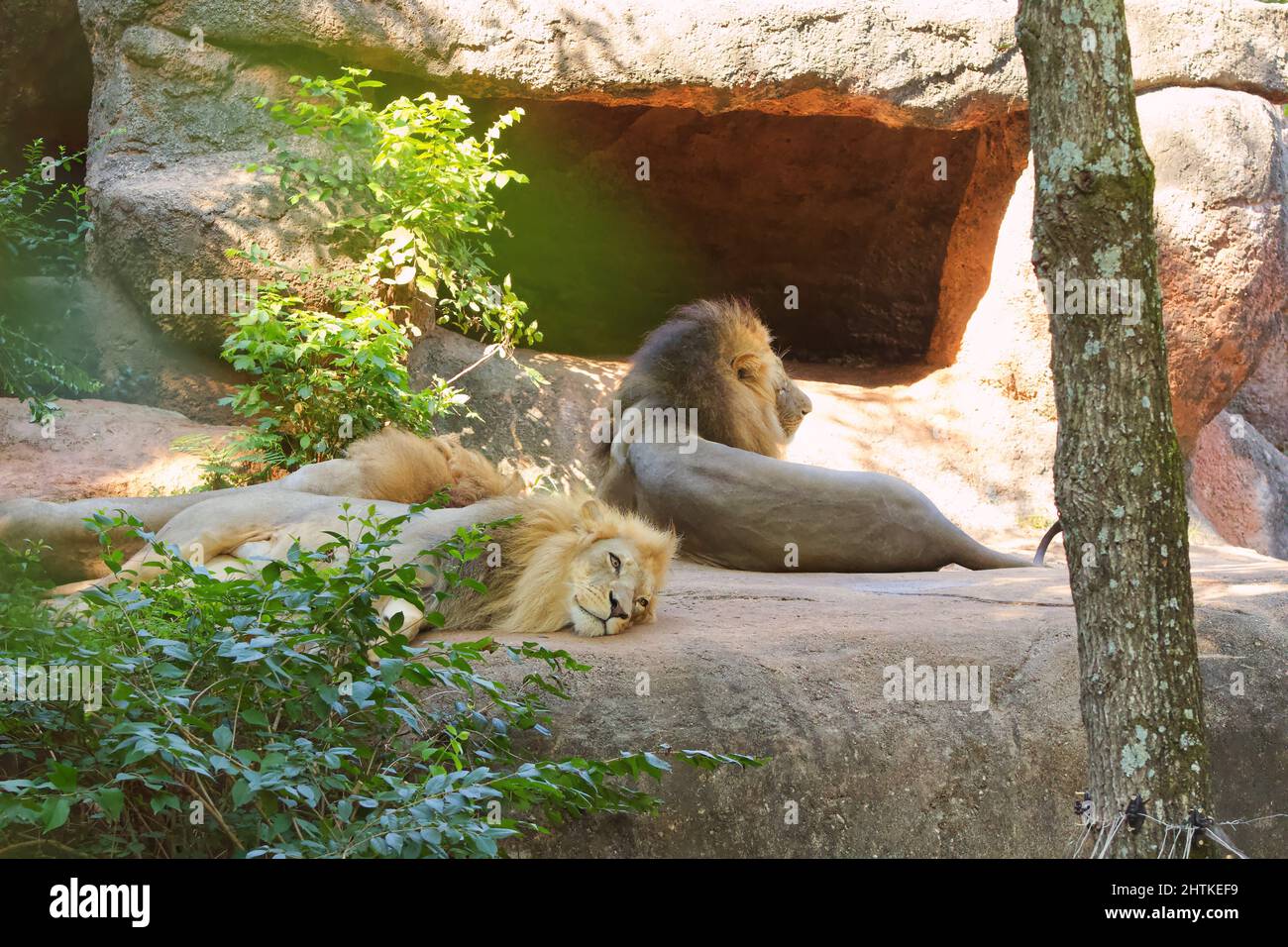 Lions lying under shade in the zoo Stock Photo - Alamy