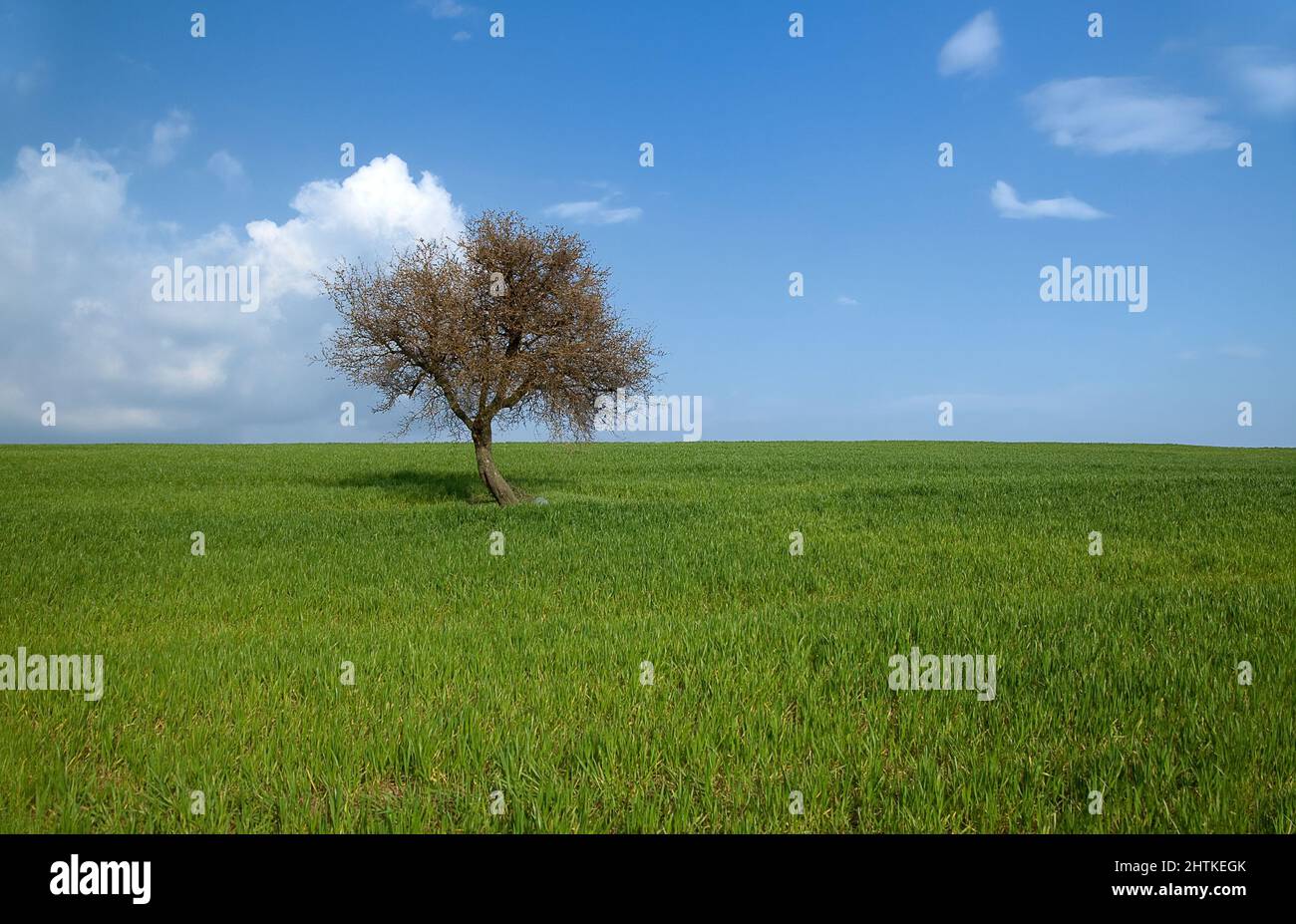 Tree field hill hi-res stock photography and images - Alamy