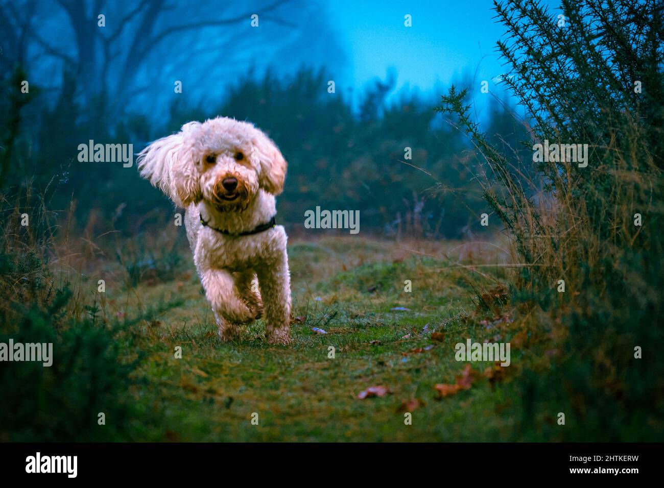 Cockapoo puppy running hi-res stock photography and images - Alamy