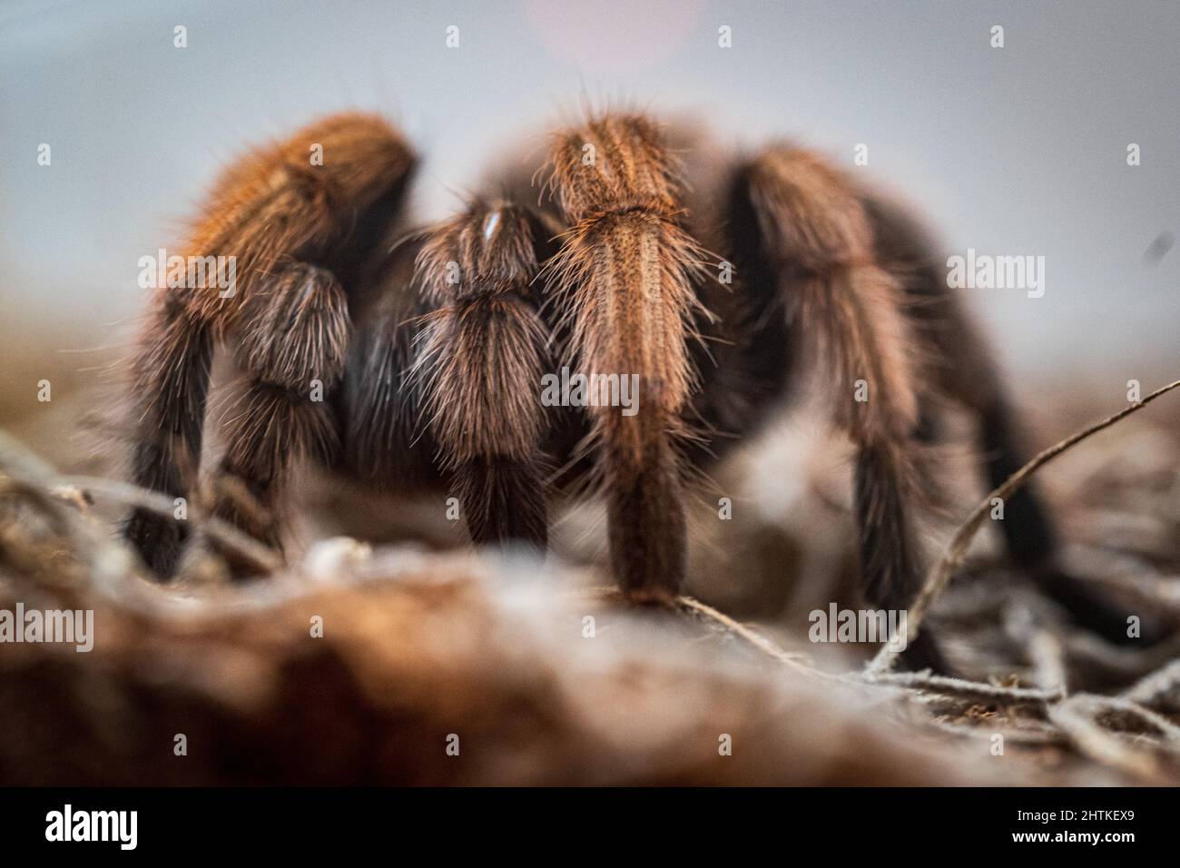 Closeup of a Western desert tarantula Stock Photo - Alamy
