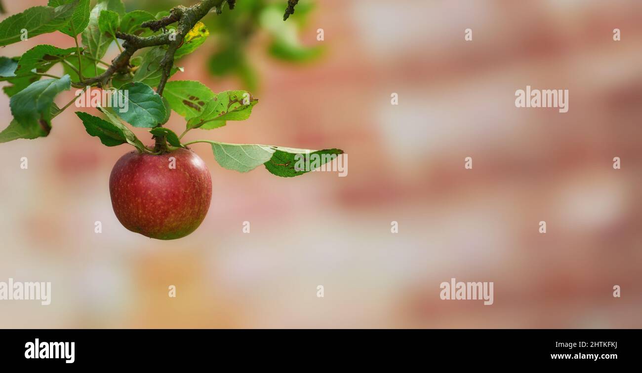 Apples. A photo of taste and beautiful apples Stock Photo - Alamy