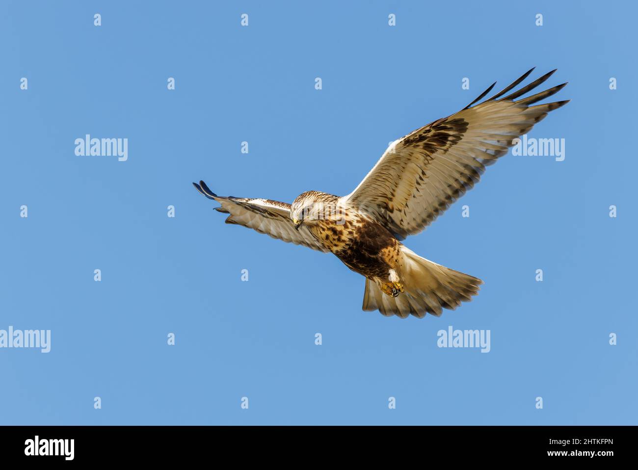 Rough-legged hawk soaring in the blue sky, Toronto, Canada Stock Photo ...