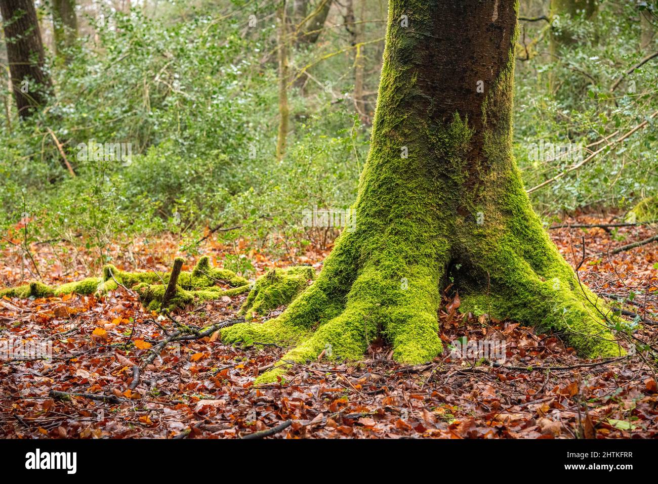 Moss in winter hi-res stock photography and images - Alamy