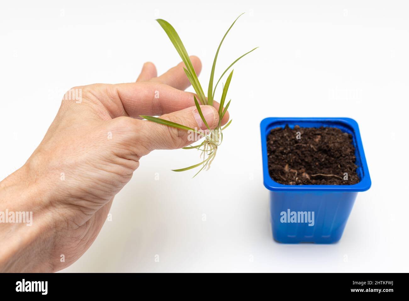 male hand planting a sprout in a seedling box. High quality photo Stock ...