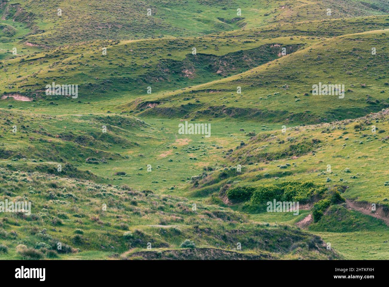 Nebraska plants hi-res stock photography and images - Alamy