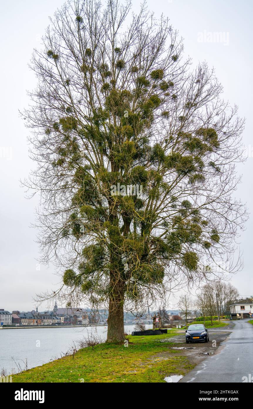 Large tree with Mistletoes (Viscum album Stock Photo - Alamy