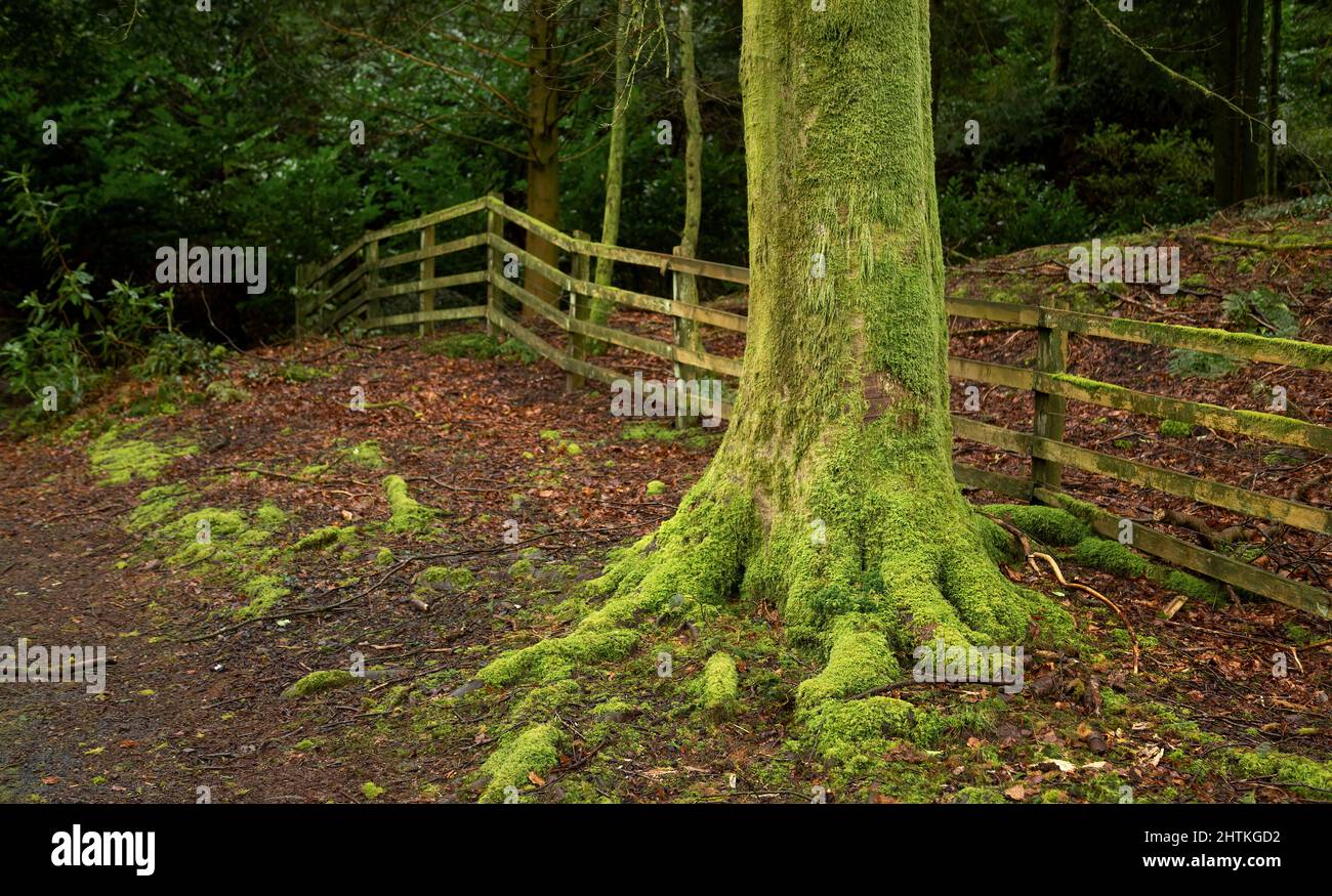 Nature engulfing an old tree with vibrant moss in Craig-y-Nos Country ...