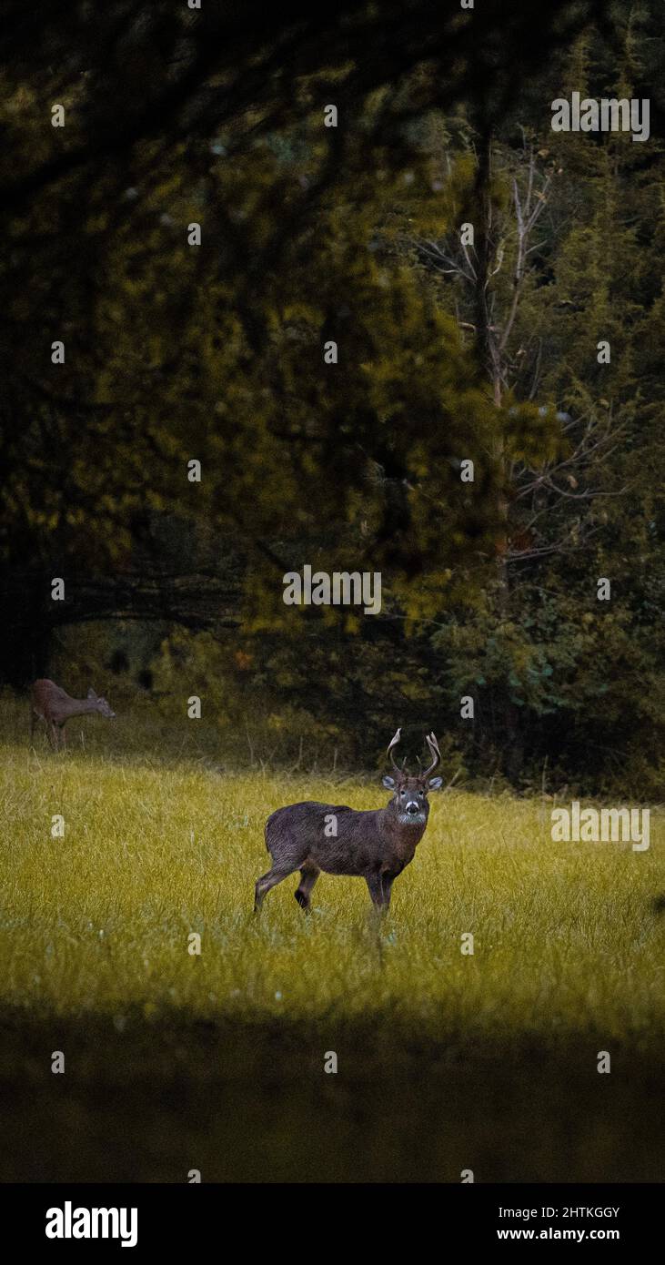 Deer in a rural meadow Stock Photo - Alamy