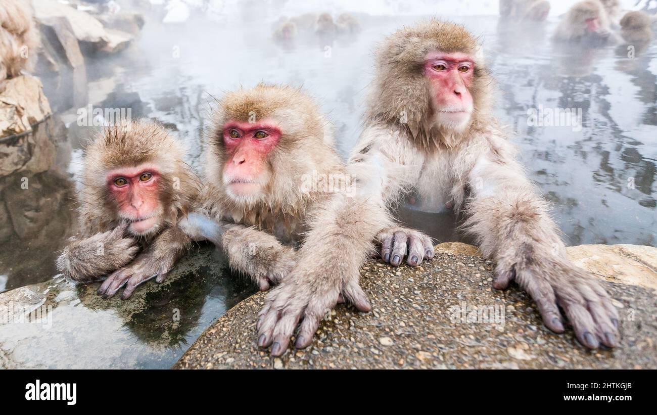 Snow monkeys sitting in a hot spring, Japan Stock Photo - Alamy