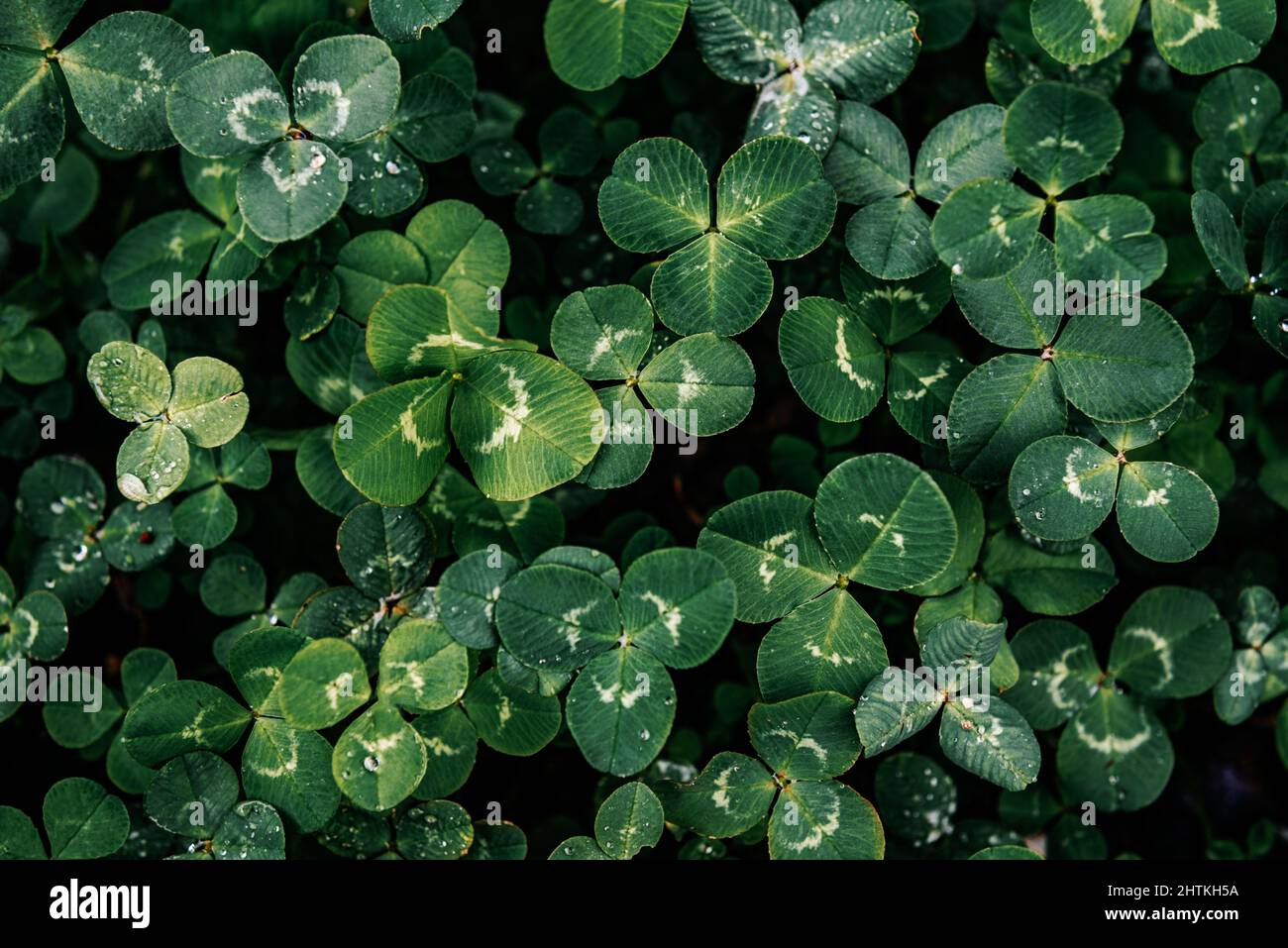 Green clover leaves natural background, St Patrick's Day Stock Photo ...