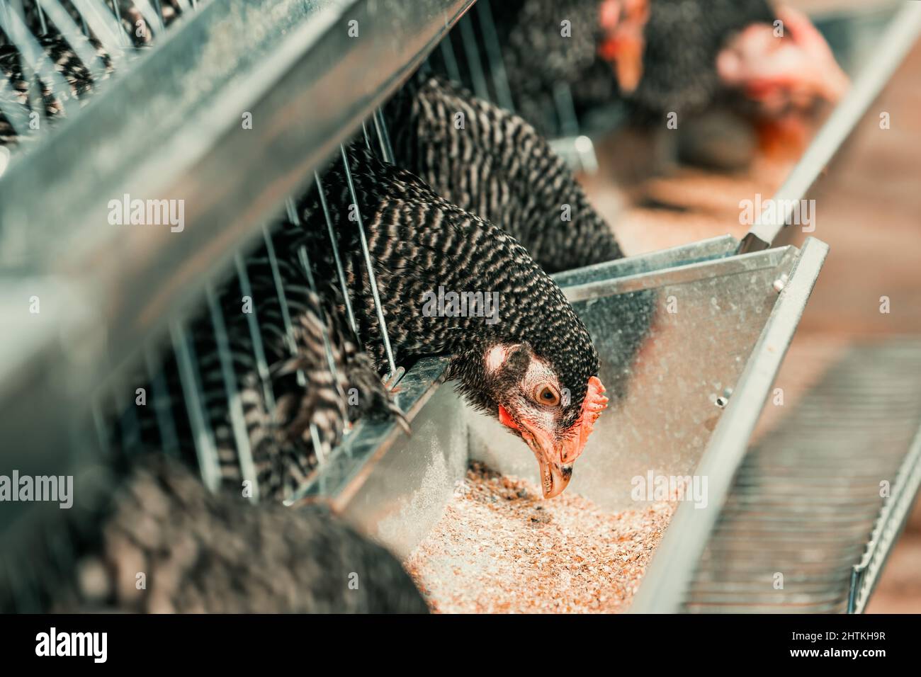 Hen cage hi-res stock photography and images - Alamy