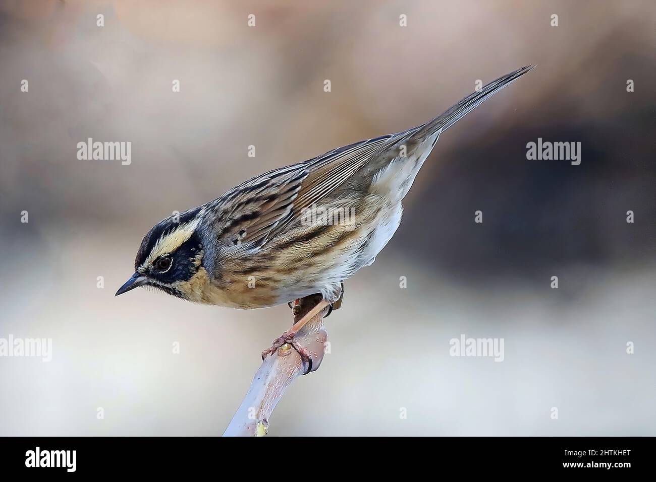 Animal ringing environment hi-res stock photography and images - Alamy