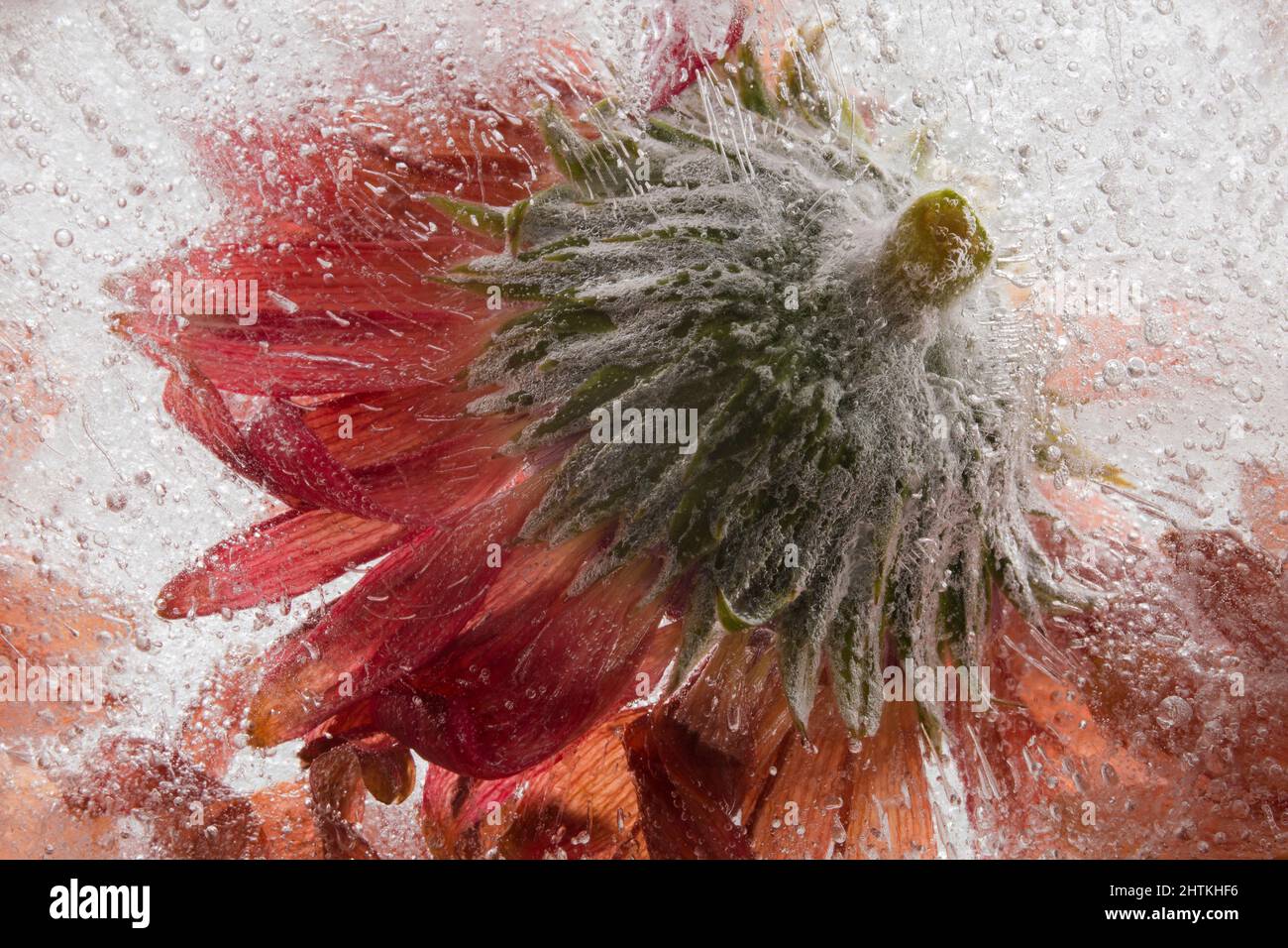 Colorful flower images hi-res stock photography and images - Alamy