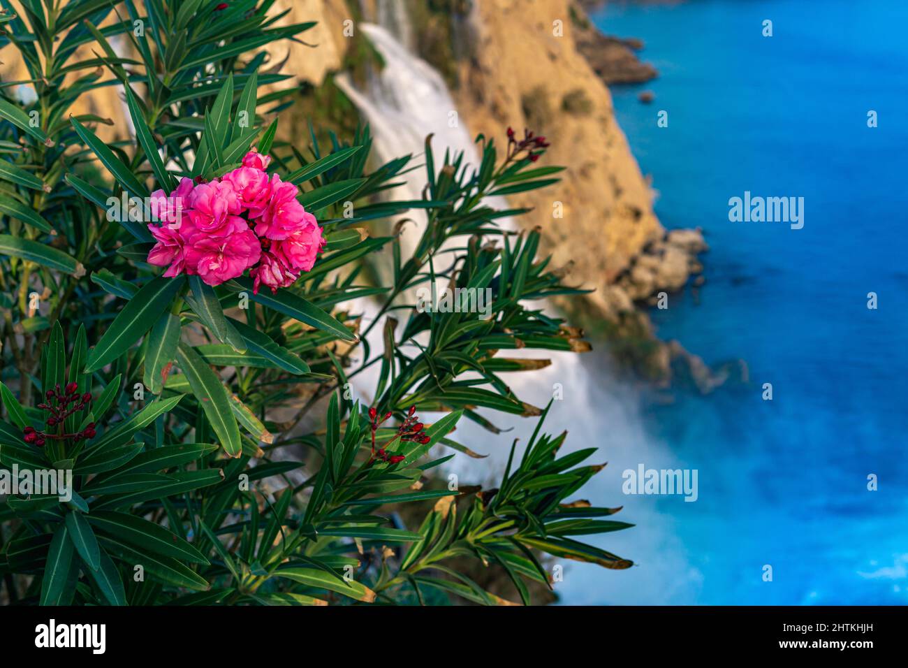 Purple oleander hi-res stock photography and images - Alamy