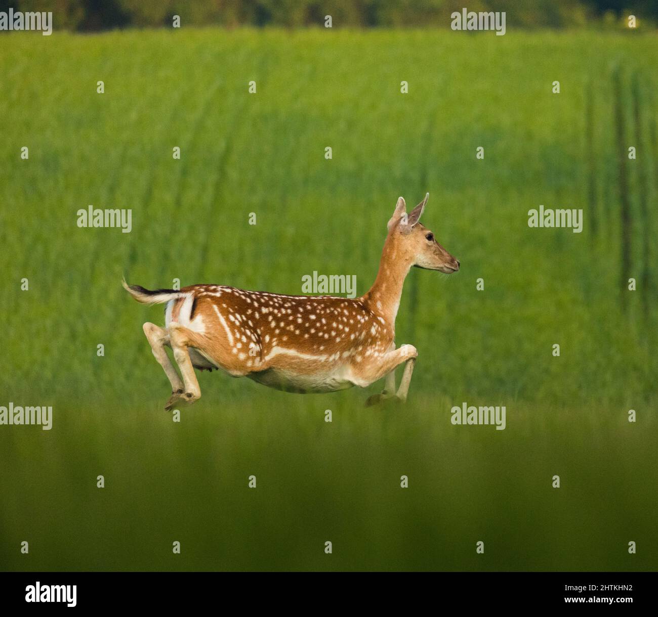 Chital running hi-res stock photography and images - Alamy