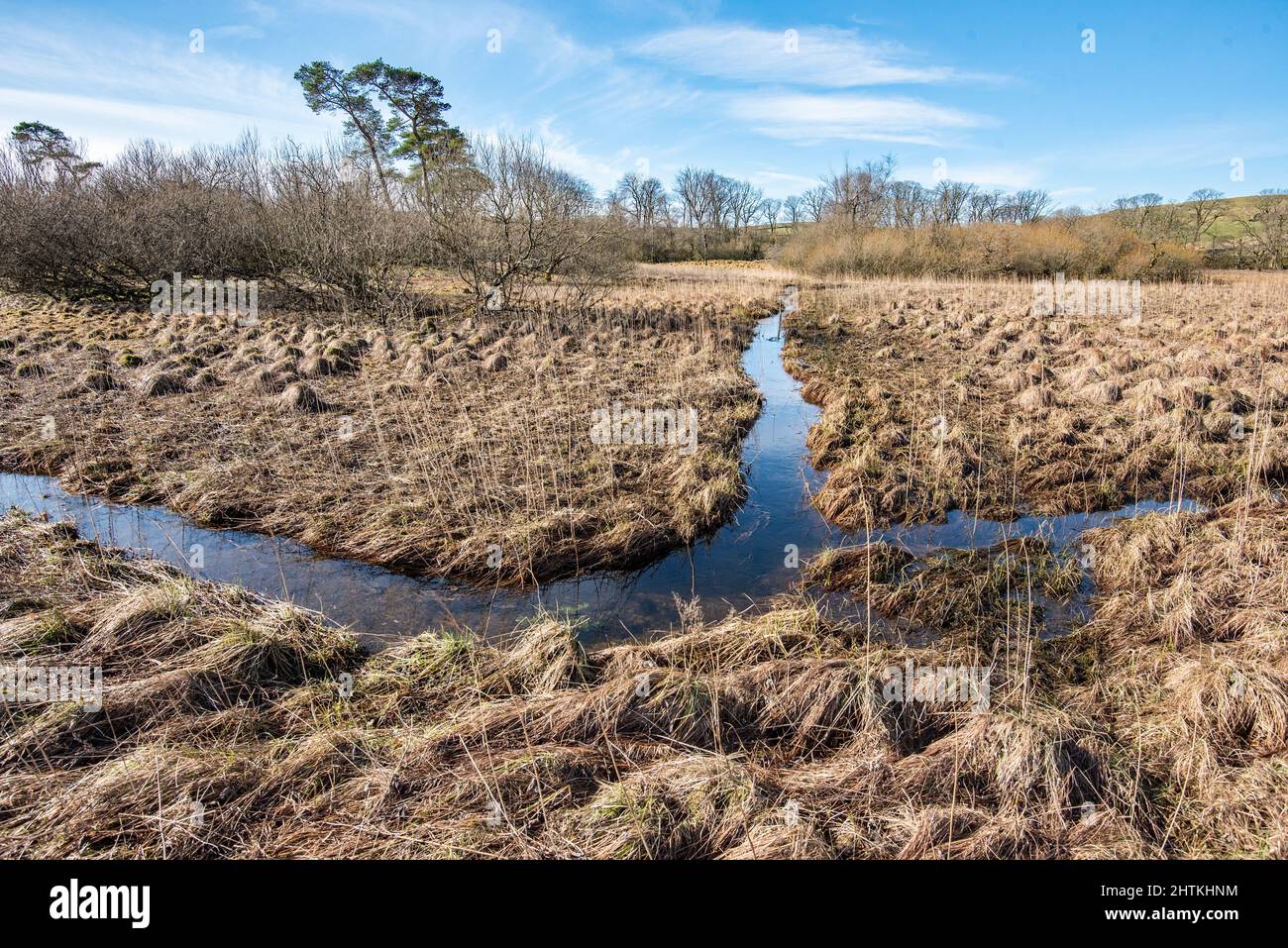 Winter dieback of vegetation at Tarn Moss, Malham Tarn Estate. A wet ...