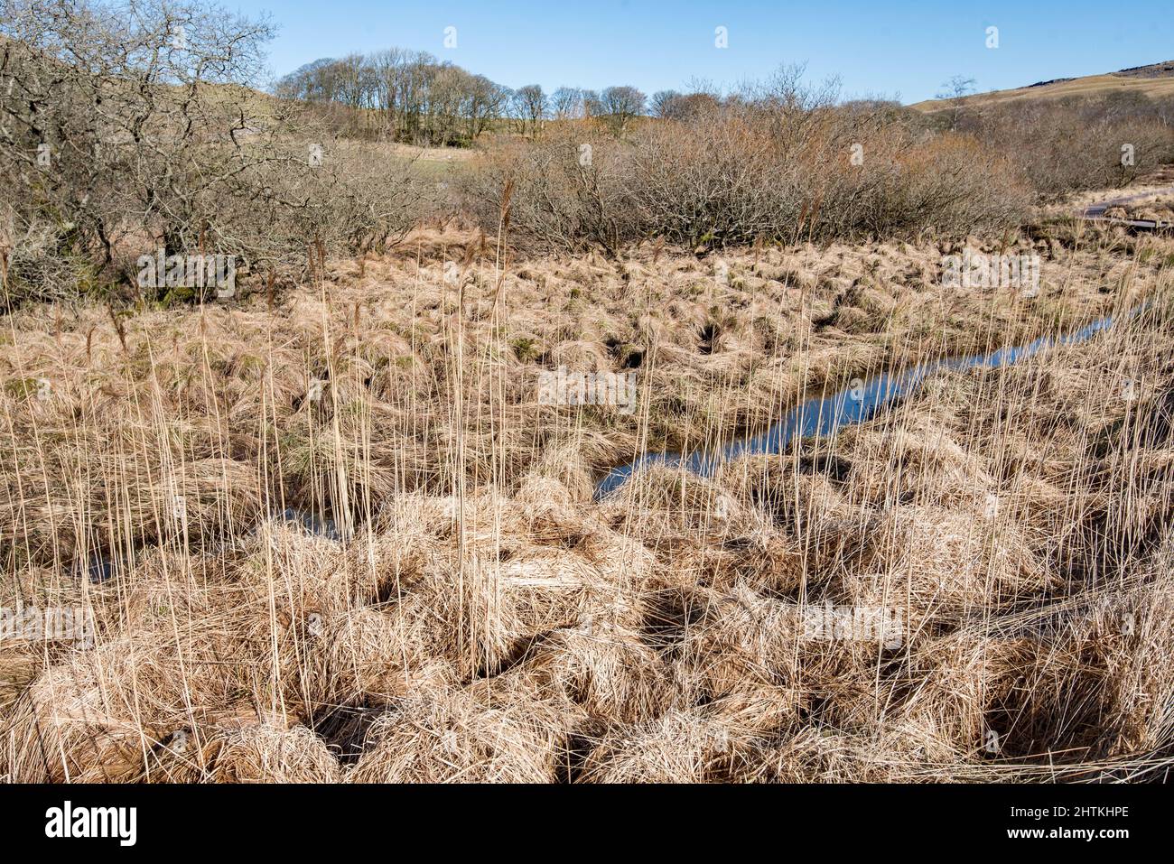 Winter dieback of vegetation at Tarn Moss, Malham Tarn Estate. A wet ...