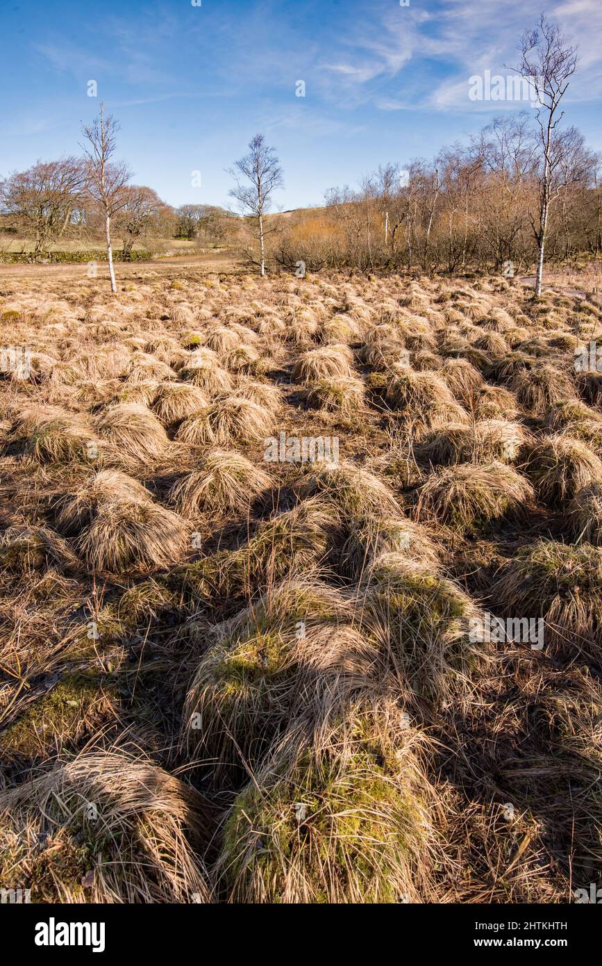 Winter dieback of vegetation at Tarn Moss, Malham Tarn Estate. A wet ...