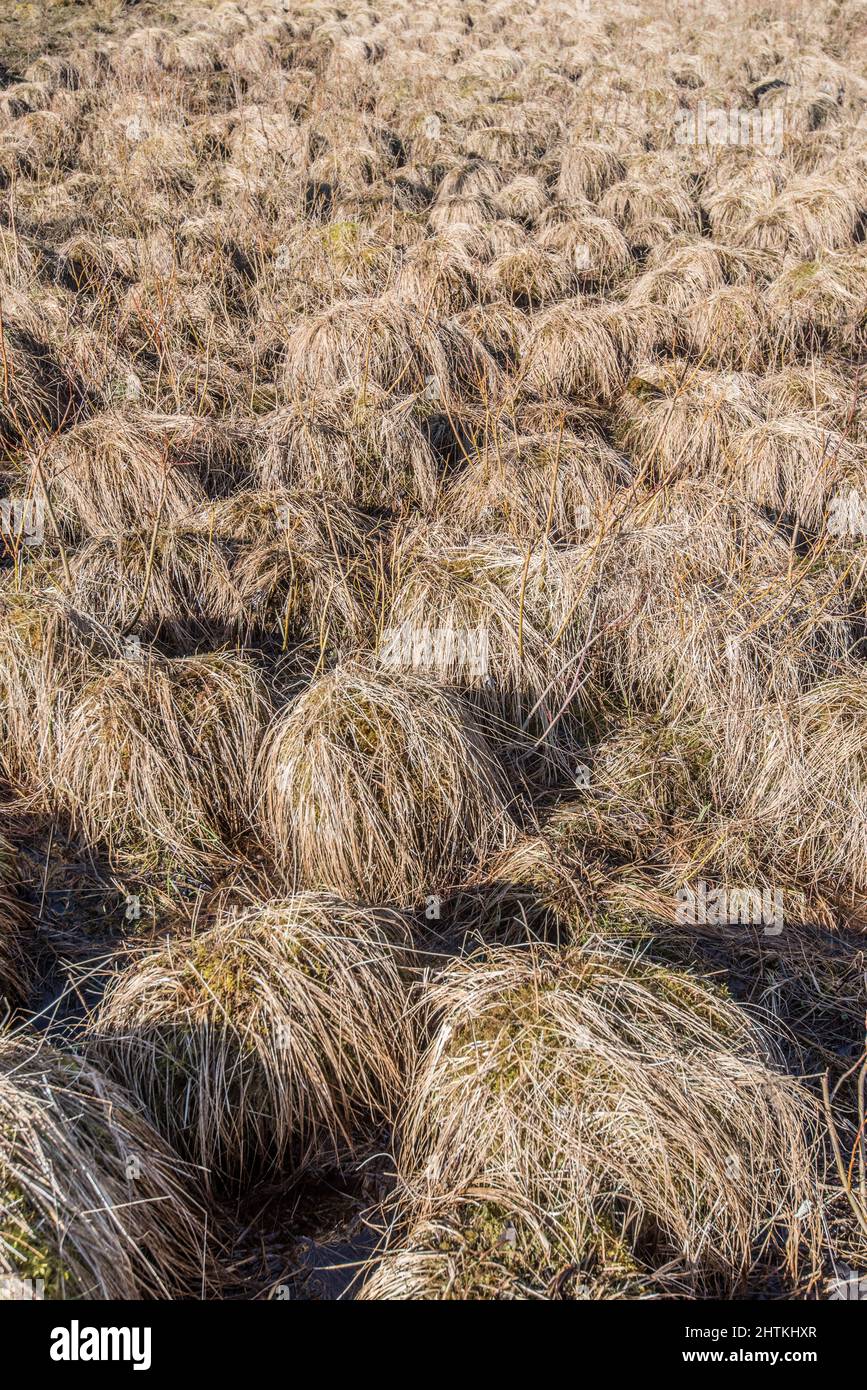 Winter dieback of vegetation at Tarn Moss, Malham Tarn Estate. A wet ...