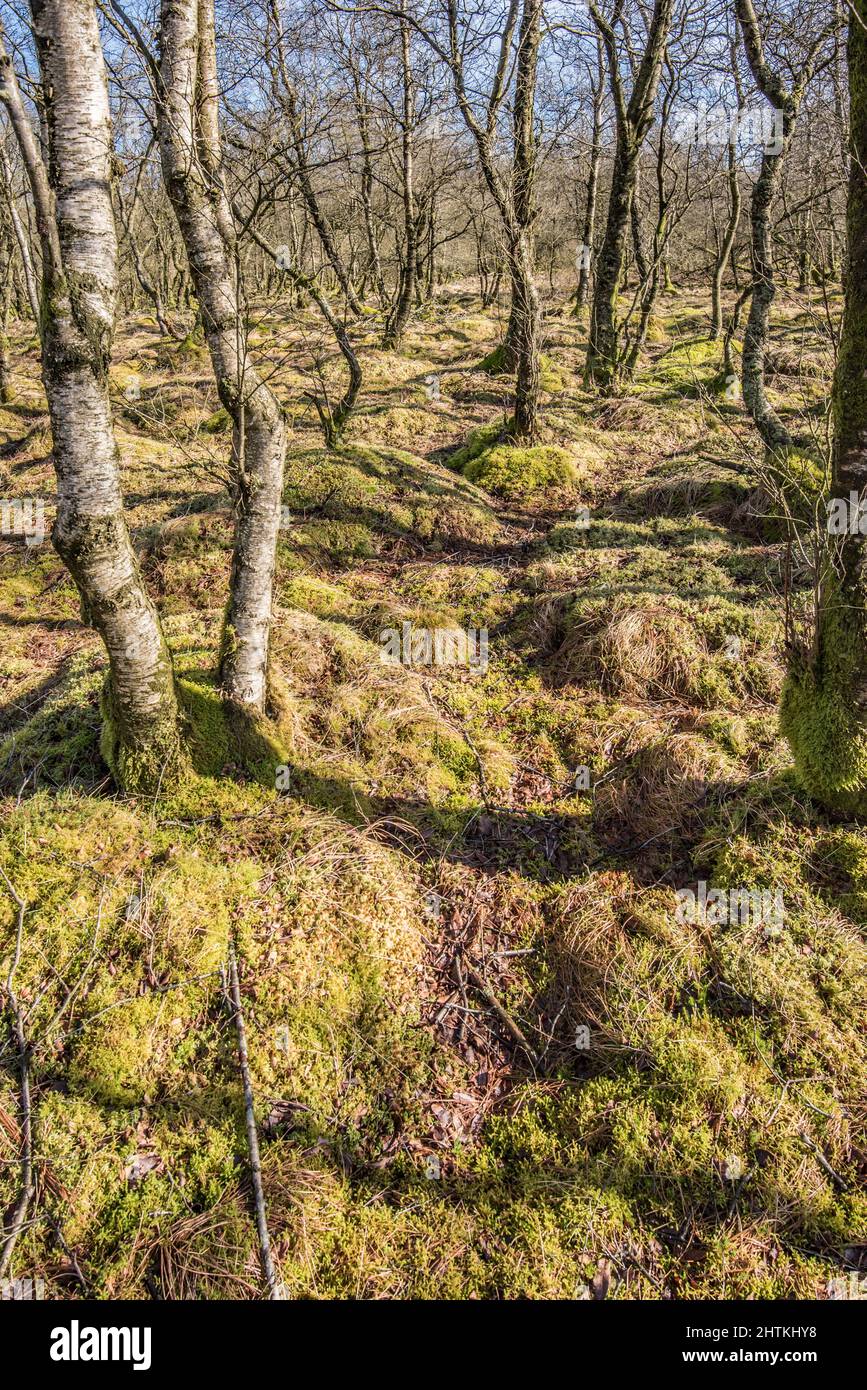 Winter dieback of vegetation at Tarn Moss, Malham Tarn Estate. A wet ...