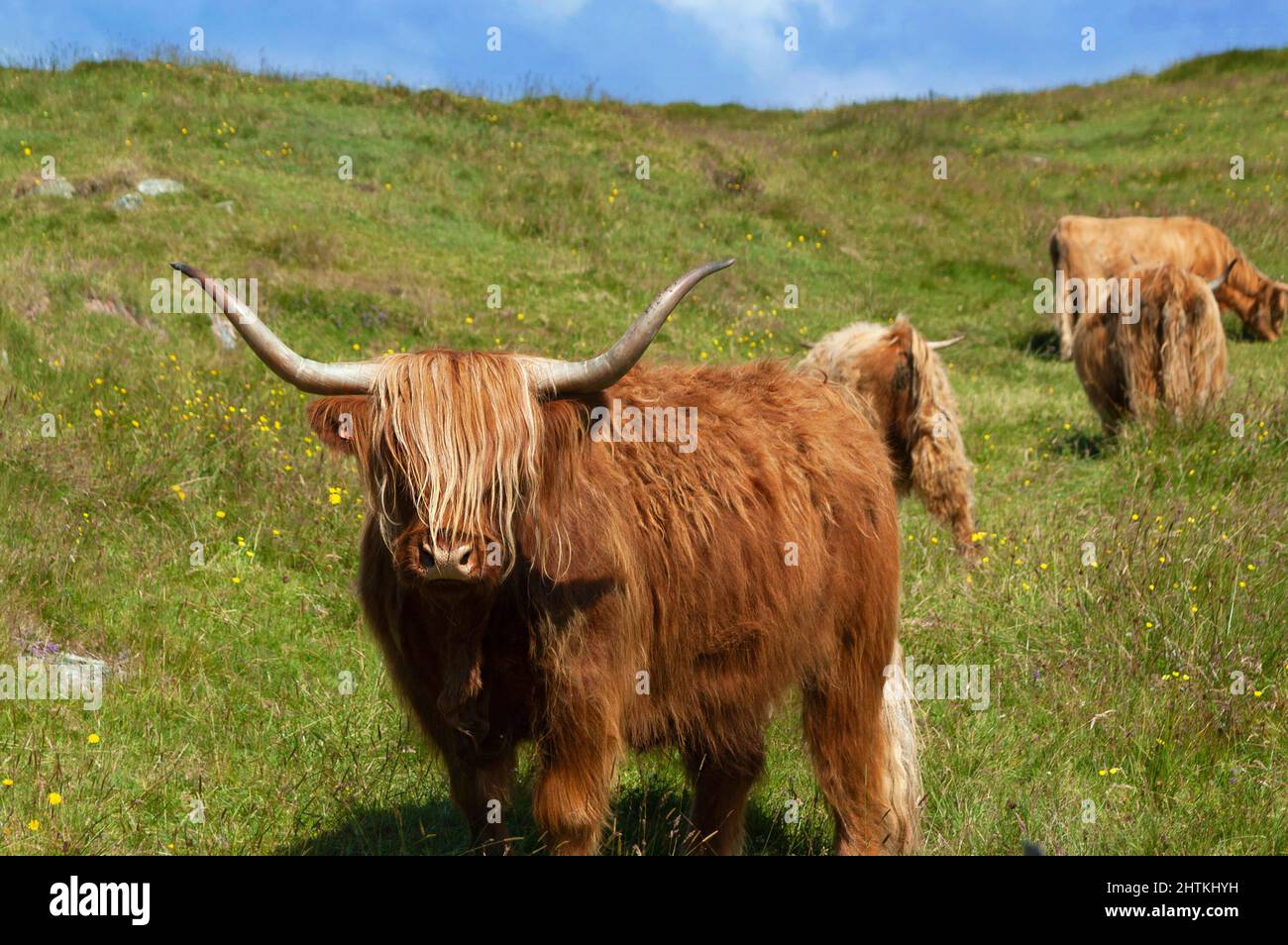 Long horned highland cattle grazing in field overlooking the sea on the ...