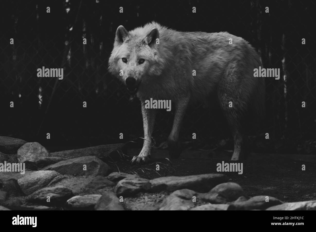 Grayscale of a beautiful wolf looking at the camera in a zoo Stock ...
