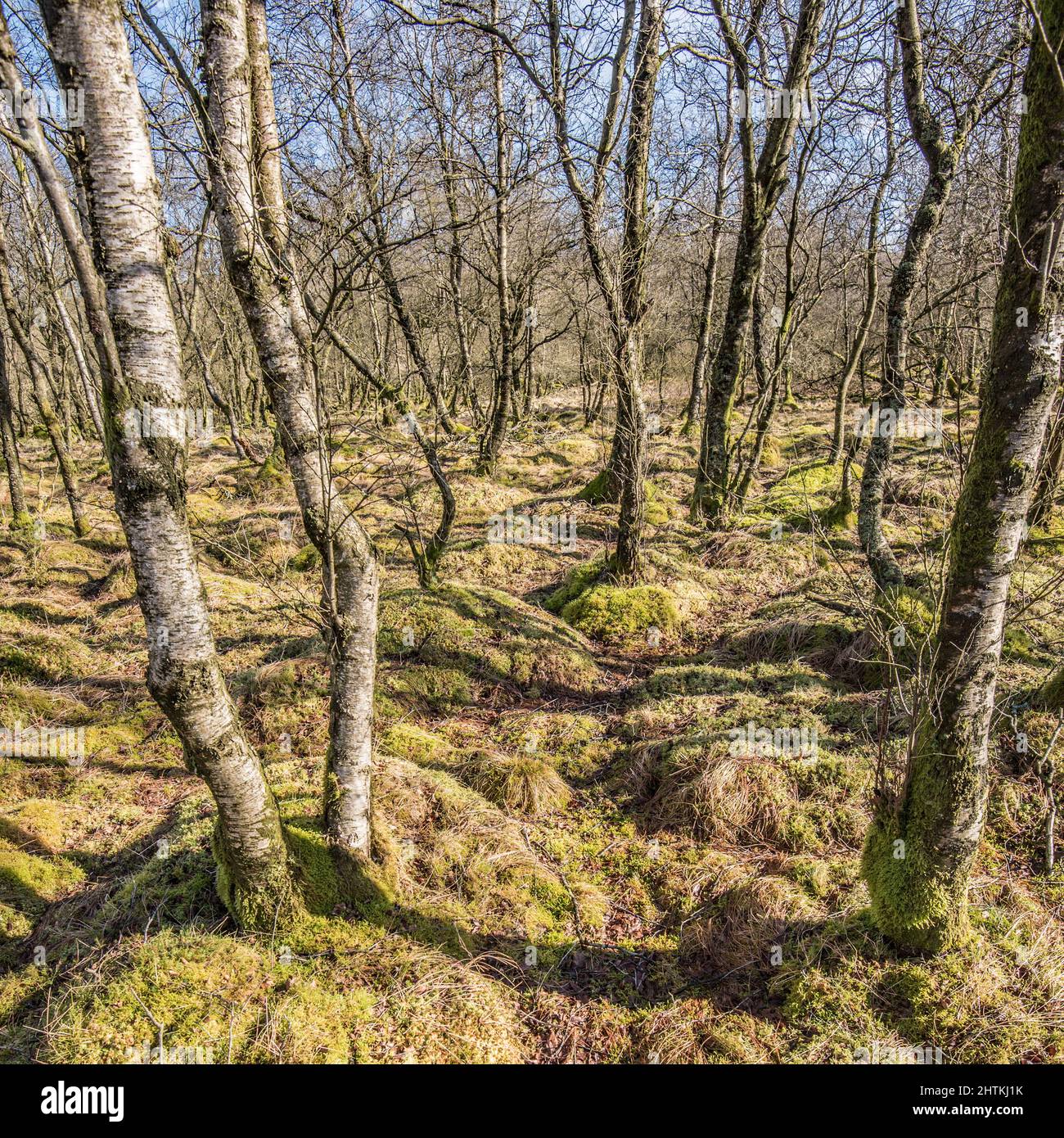Winter dieback of vegetation at Tarn Moss, Malham Tarn Estate. A wet ...